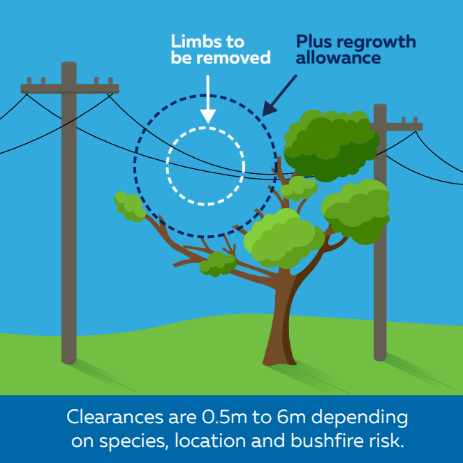 Tree trimming responsibilities - Ausgrid