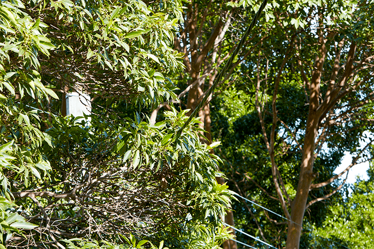 Bushfire prevention - Ausgrid